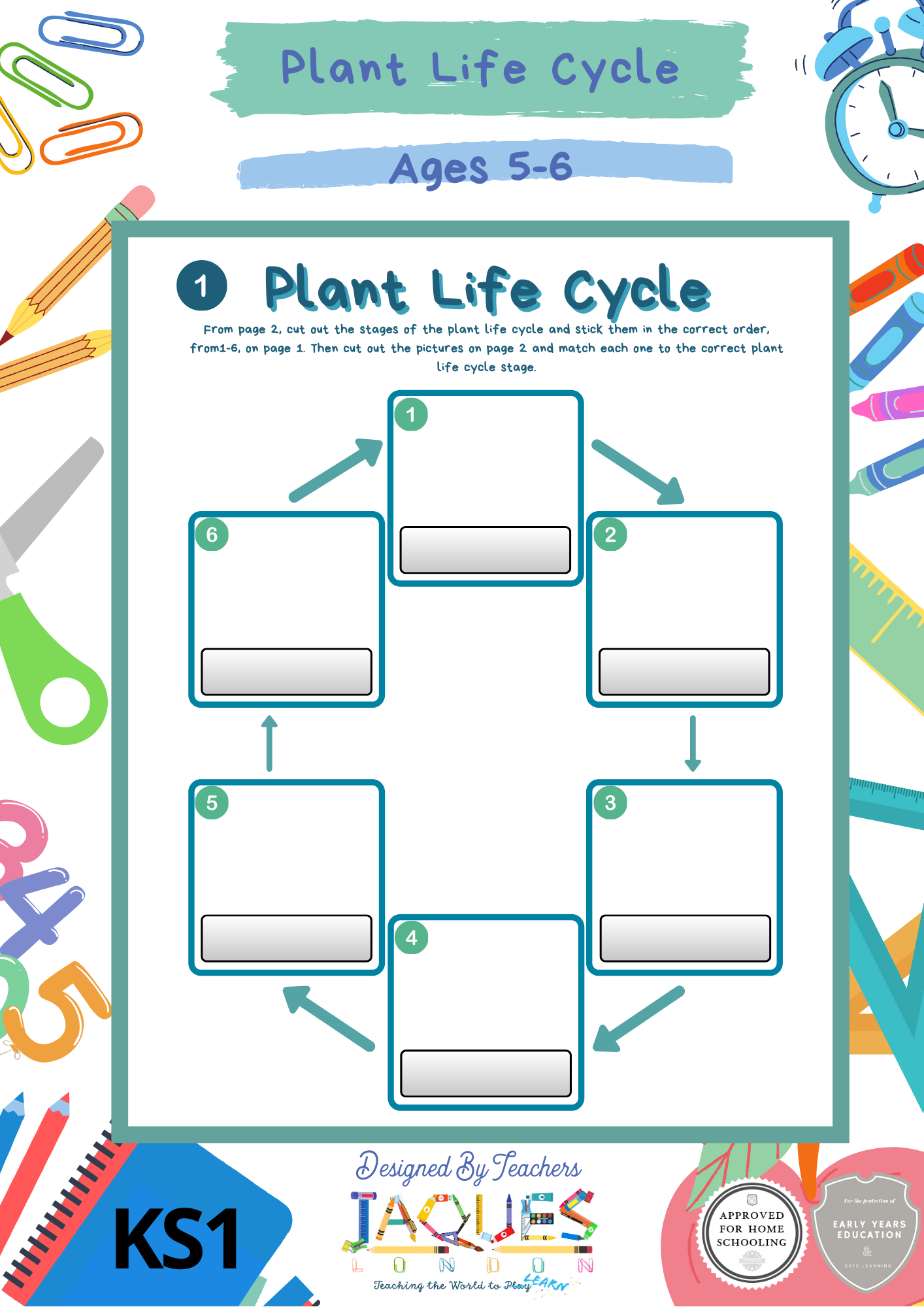 Plant Life Cycle - Key Stage 1 – Jaques of London
